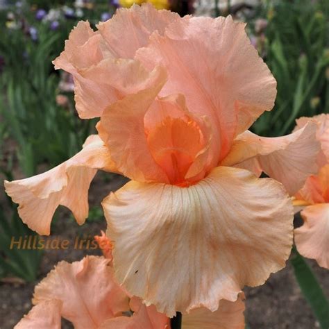 Coral Sunset Iris