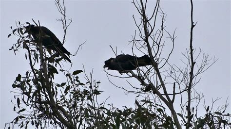 Kondil Wildflower Park Nannup All Over Australia