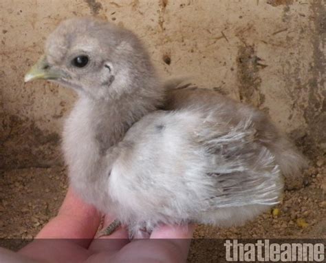 Thatleanne Sally Hansen Yellow Kitty Or Yellow Chicky