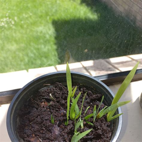 🌸 4 Dos And Donts Of Growing African Iris