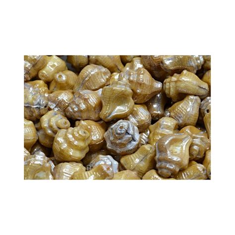 Murex Shell Beads C 3087 White Alabaster Picasso