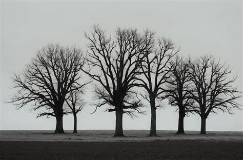 Trees Without Leaves Premium Ai Generated Image