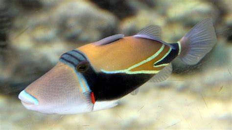25 Exotic And Native Wildlife Species That Roam Hawaiis Land And Sea