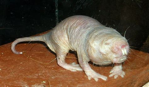Heterocephalidae Naked Mole Rat Facts Distribution And Population Biodb
