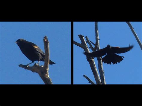 Ebird Checklist 1 Sep 2023 Merced Nwr 16 Species