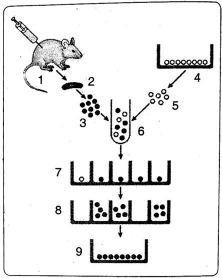 Perhatikan Skema Pembuatan Antibodi Monoklonal Di Samping A Teknik