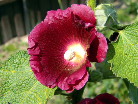 Мальва розовая / Alcea rosea