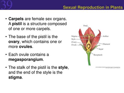 Ppt Reproduction In Flowering Plants Powerpoint Presentation Free