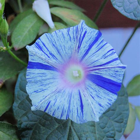 Zonal Geraniums Vs Seed Grown Flower Patch Farmhouse