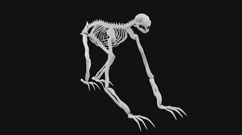Sloth Skeleton 3d Turbosquid 1991843