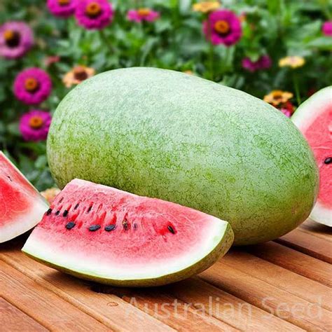 Buy Melon Seeds Online Australian Seed Store Australian Seed