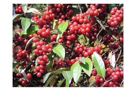 Japanese Silverberry Elaeagnus Umbellata
