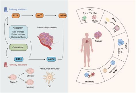 癌症的免疫代谢：基本机制和新的靶向策略cell Death Discovery X Mol