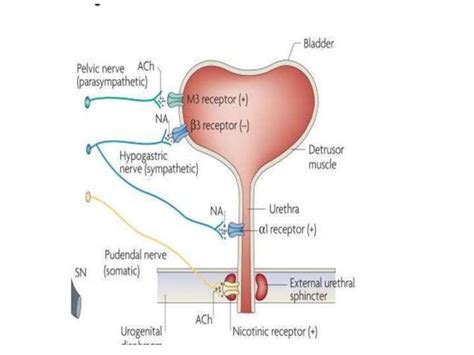 Urinary Bladder Anatomy And Physiology Pptx Brain And Nervous System Disorders Diseases