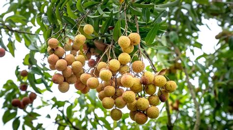 Longan Fruit Explore 6 Health Benefits Of This Lychees Twin