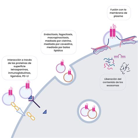 ¿qué Son Los Exosomas Exosomas Reference