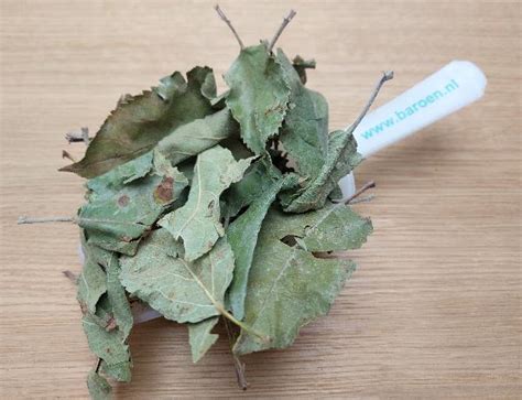 Kleurplaat Appelblad Veel Voorkomende Problemen In Het Voorjaar En De