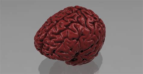 Human Brain Outer Structure Autodesk Community Gallery
