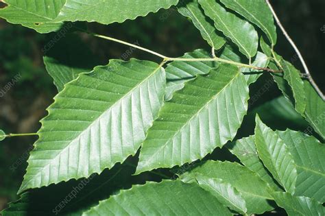 American Beech Leaf Stock Image B7400789 Science Photo Library