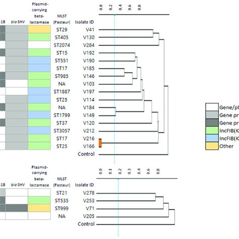 Genotypic And Phenotypic Characteristics Of Esbl Producing Isolates Download Scientific