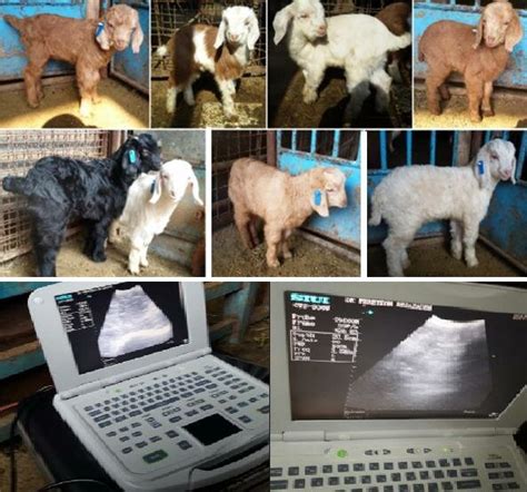 Observation After Pcr And Electrophoresis Pattern Among Male And Female