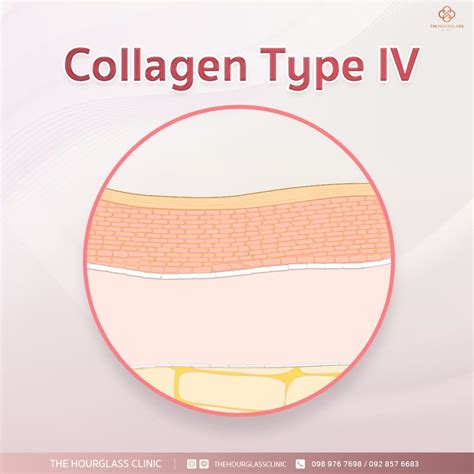 Gouri Pcl Collagen คืออะไร ฉีดแล้วดีหรือไม่ The Hourglass
