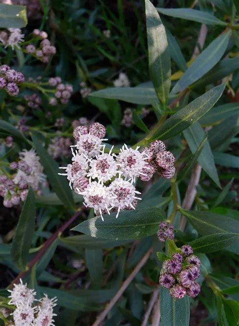 Baccharis Salicifolia Mulefat Plant