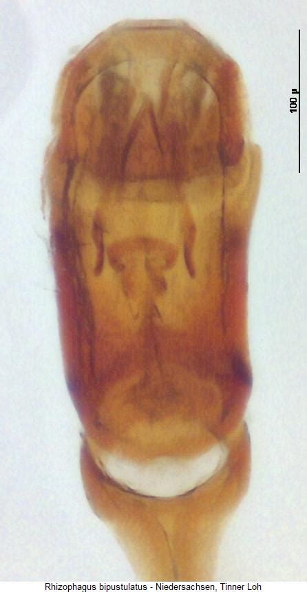 Rhizophagus Bestimmungstabelle