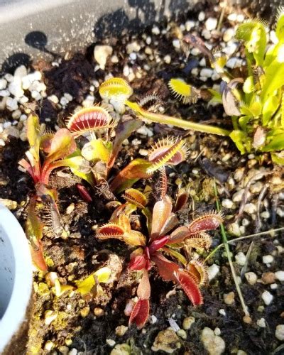 Post [177422014924] Plants That Tumbex