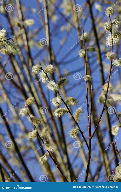 Close Up Of Willow Tree Branch In The Springtime Stock Image Image Of
