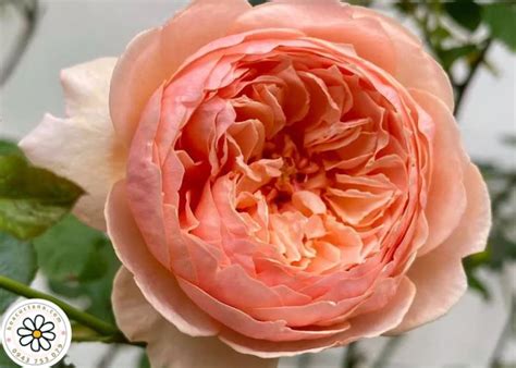 HỒng NgoẠi Masora Khu Vườn Nhà Tui