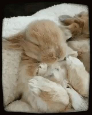 Adorable Sleeping Bunny 