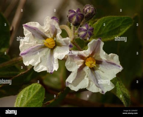 Nightshades Solanum Plantae Guasca Cundinamarca Colombia Stock