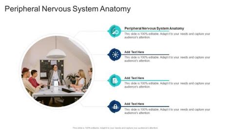 Peripheral Nervous System Anatomy Powerpoint Templates Slides And Graphics