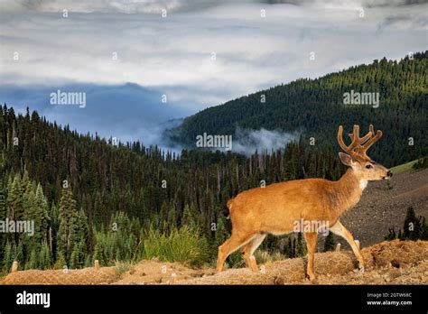 Black Tailed Deer Meandering Along Hurricane Ridge Trail In Olympic National Park In Washington