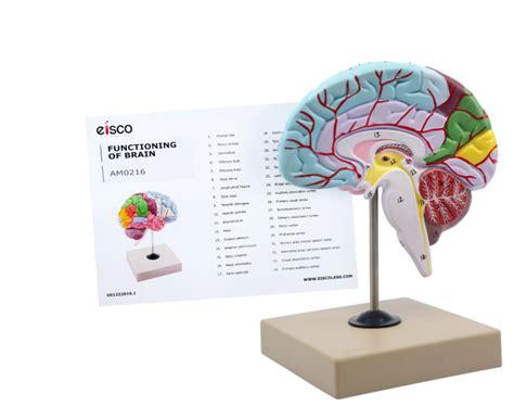Brain Model
