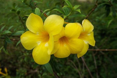 Květiny Rostlin Zahrada Okvětní Fotografie Zdarma Na Pixabay Pixabay