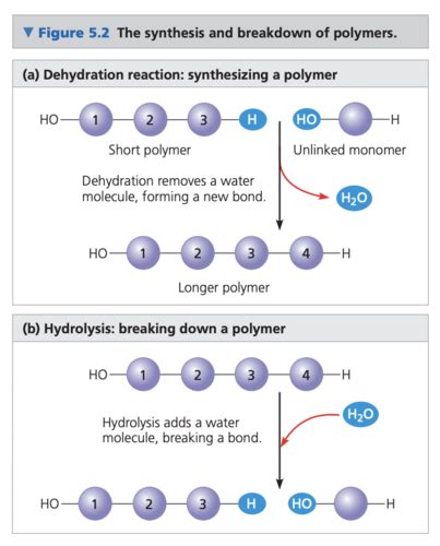 Chapter 5 Fundamental Concepts And Principles Of Polymers In Chemistry Flashcards Quizlet
