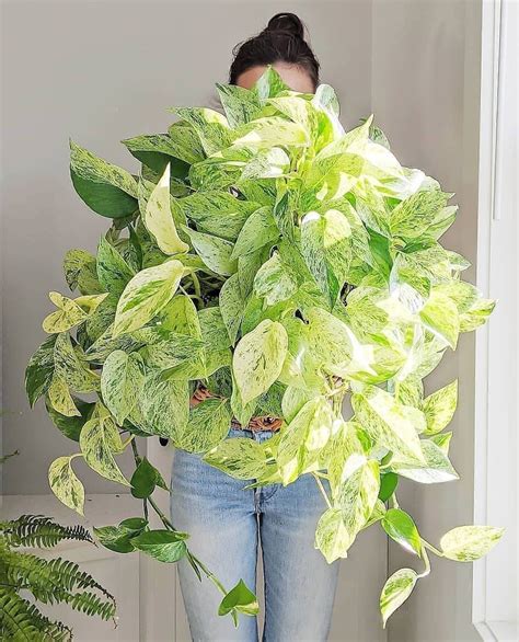 Tipos De Plantas Pothos Estos Son Tres Tipos De Plantas Que Alejan El