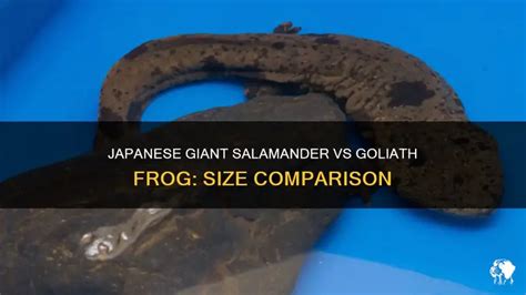 Japanese Giant Salamander Vs Goliath Frog Size Comparison Petshun