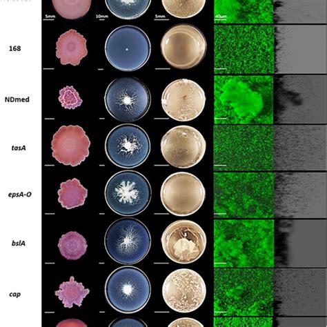 Comparative Phenotype For B Subtilis Strains And Ndmed Mutants On