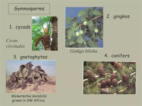 Evol And Dist Of Woody Plants Ppt