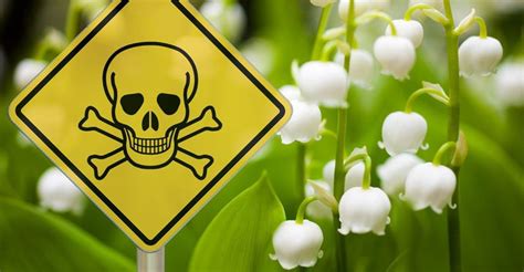 Lily Of The Valley A Woodland Beauty With A Toxic Secret Complete