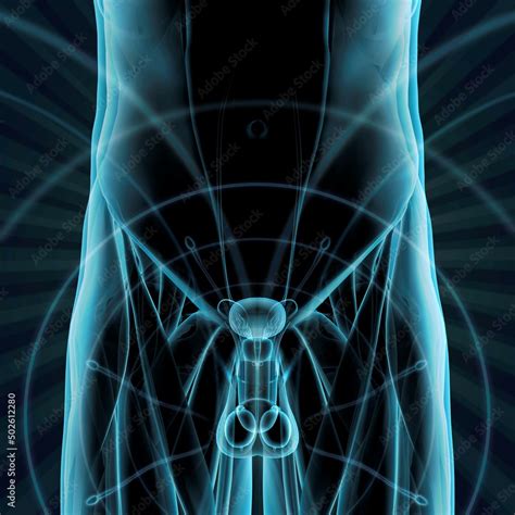 Male Reproductive System Frontal Xray Blue On Black Background Stock
