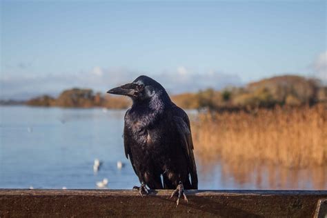 Crow Ireland Landscapes Or Free Photo On Pixabay Pixabay