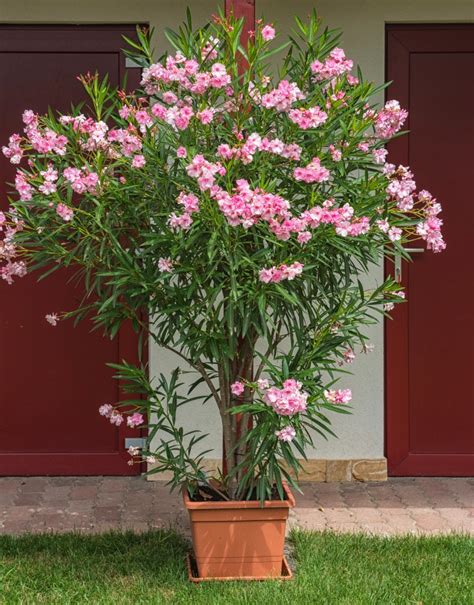 Oleander Planting And Care Guide Yougarden Blog