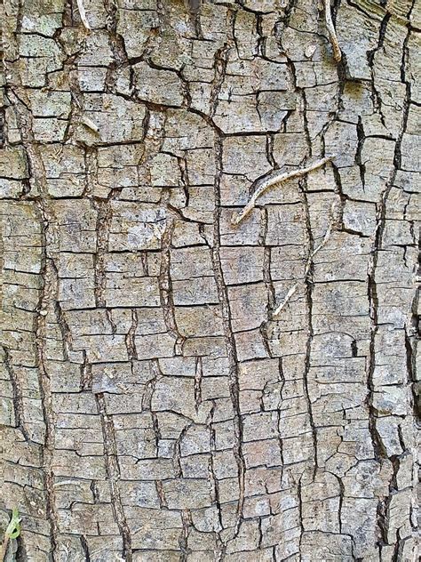 老树树皮