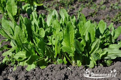 Выращиваем щавель Щавель - самый ранний витаминный продукт, обогащенный ...