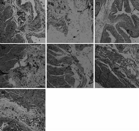 Representative Bladder Walls Images In Histological Cross Section A