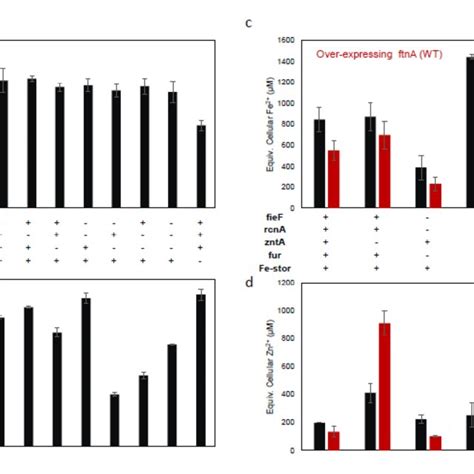 Mutations In Ferritin Proteins Enhance Magnetism A Histogram Of